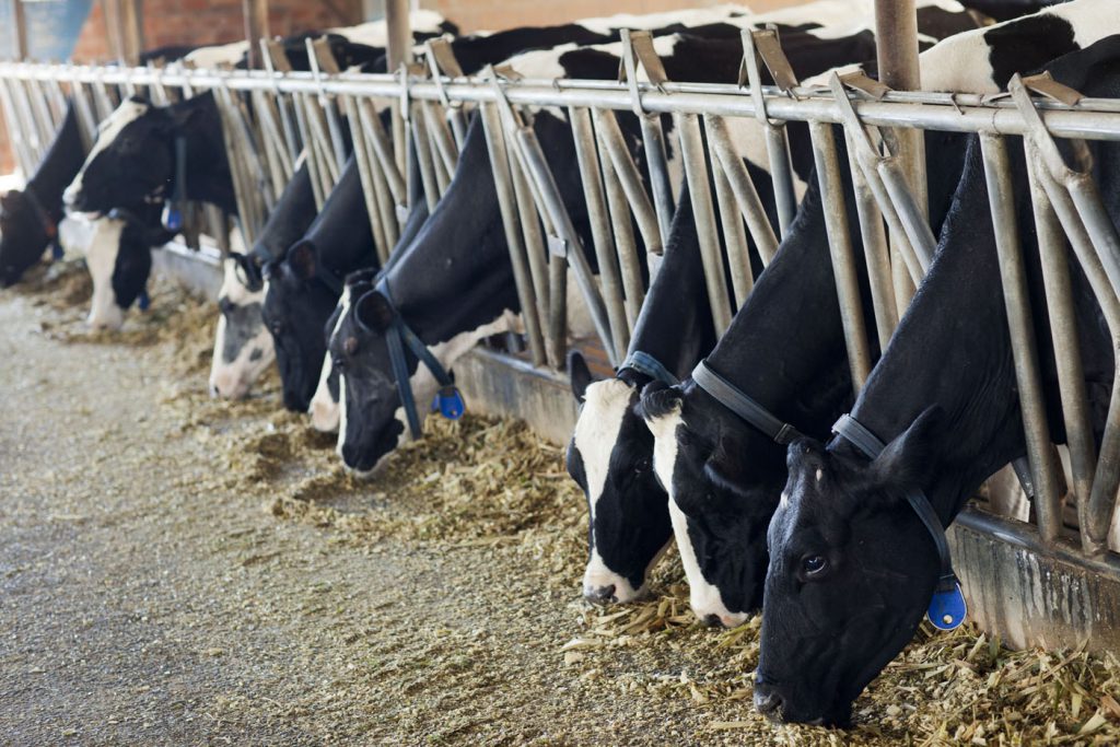 Sem-Título-1 - Blog da Agroceres Multimix