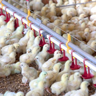 - Blog da Agroceres Multimix