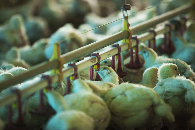 - Blog da Agroceres Multimix