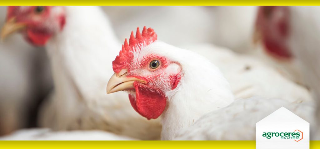 - Blog da Agroceres Multimix