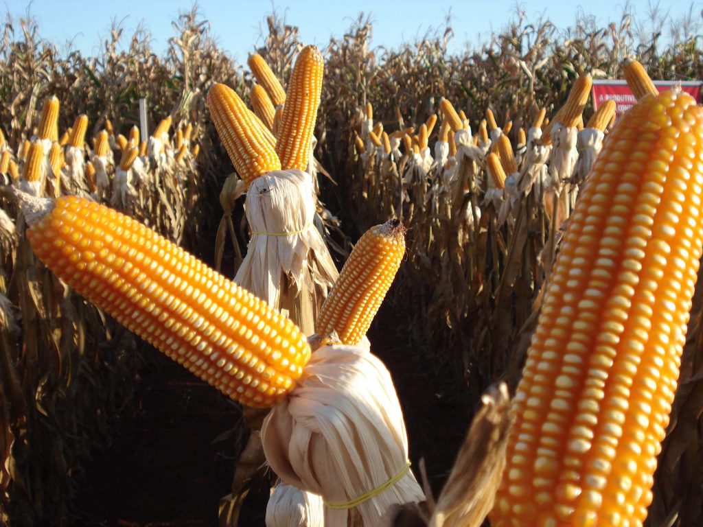 - Blog da Agroceres Multimix