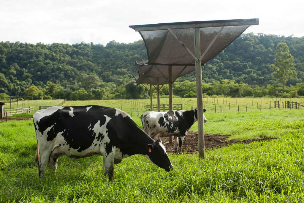 - Blog da Agroceres Multimix