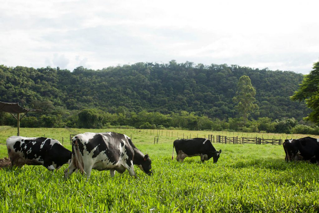 - Blog da Agroceres Multimix