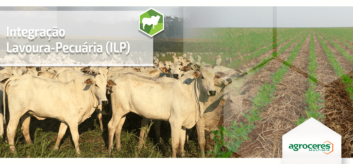 - Blog da Agroceres Multimix