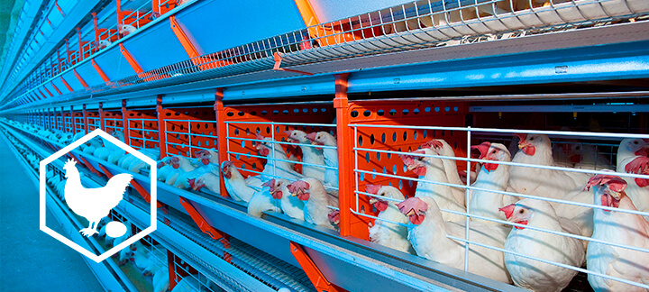 - Blog da Agroceres Multimix