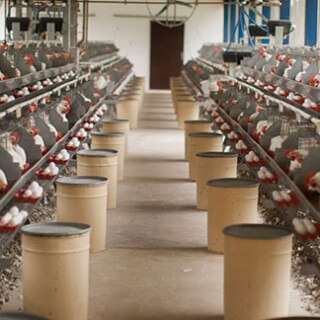 programa de estágio agroceres multimix - Nutrição Animal - Agroceres ...