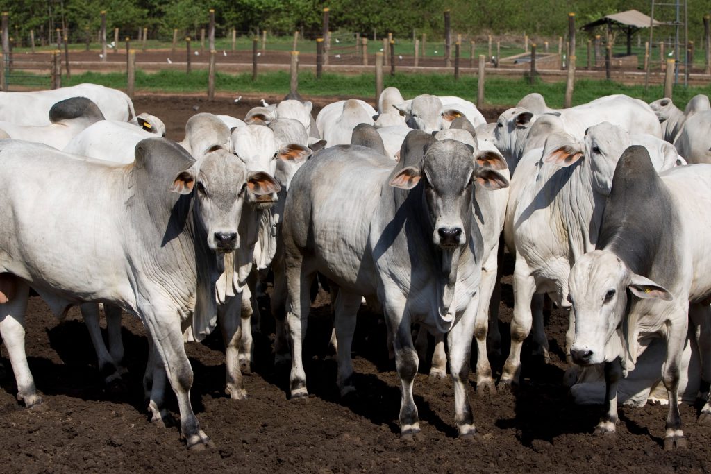 fgbfgb - Blog da Agroceres Multimix