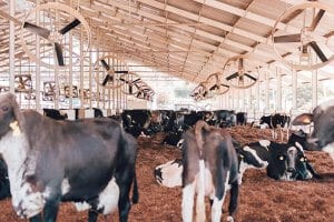 Compost Barn para vacas leiteiras - Blog da Agroceres Multimix