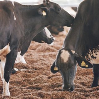 e-BOOK - Blog da Agroceres Multimix