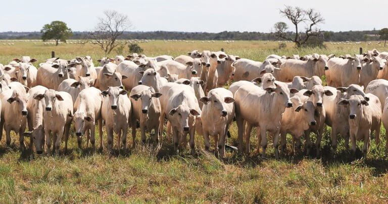 Estrelas da pecuária - Blog da Agroceres Multimix