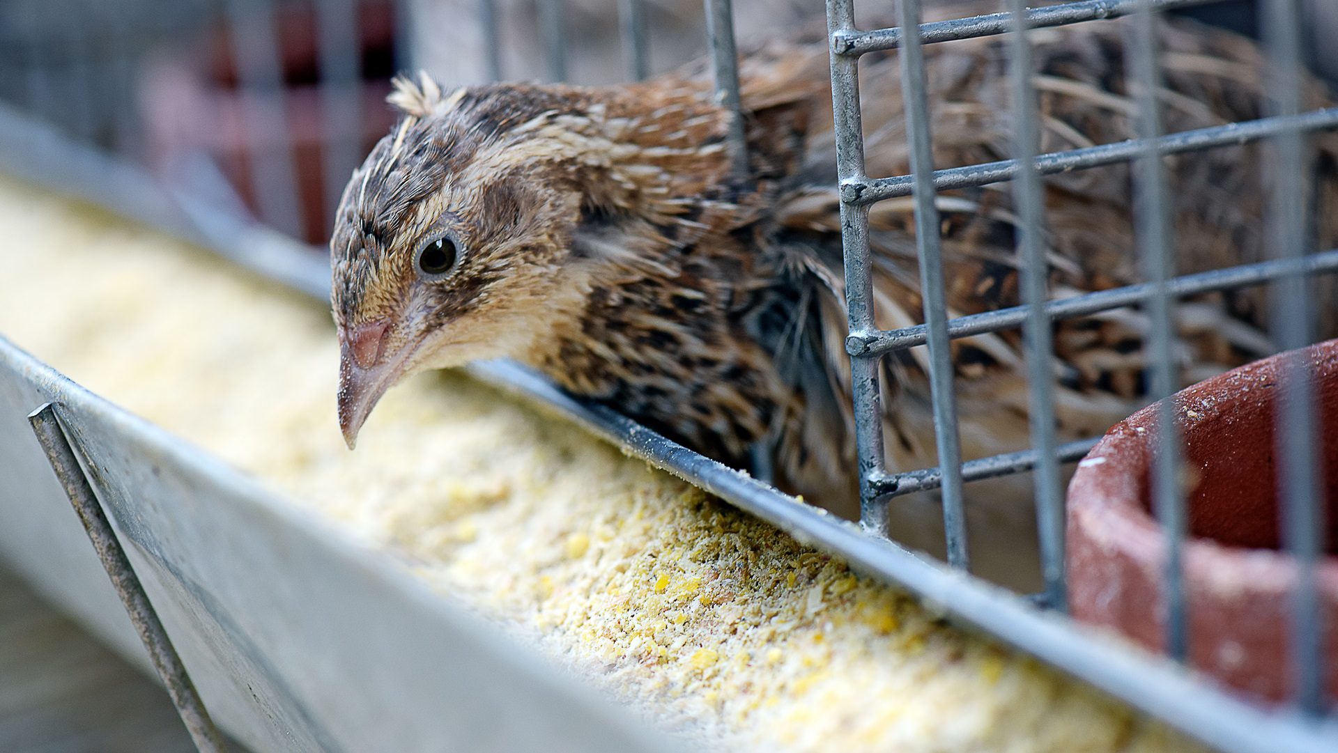 Coturnicultura - Uma visão geral - Blog da Agroceres Multimix