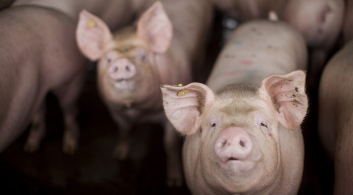 Conteúdos técnicos sobre suínos - AgBlog