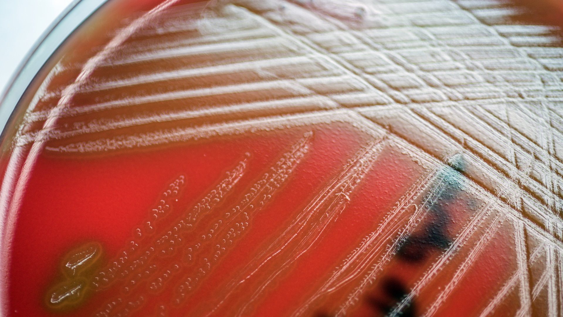 Streptococcus suis: a importância da sazonalidade na ocorrência das ...