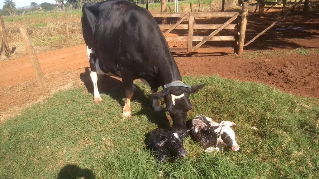 Vaca pós parto - Carlos Lourenço - Blog da Agroceres Multimix