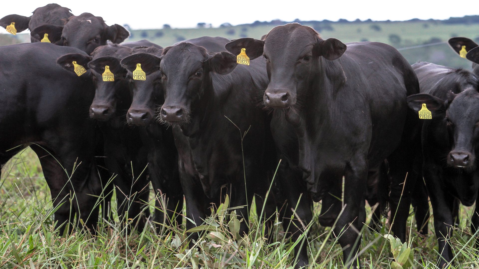 A bezerra F1 e suas oportunidades - Blog da Agroceres Multimix