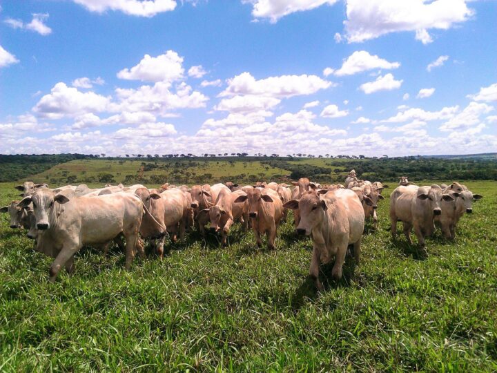 Pecuária de corte: o que preciso saber antes de entrar na atividade ...