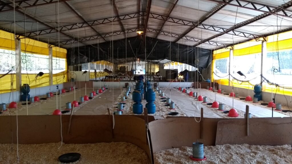 Manejo do Frango de Corte na Fase Inicial - Blog da Agroceres Multimix