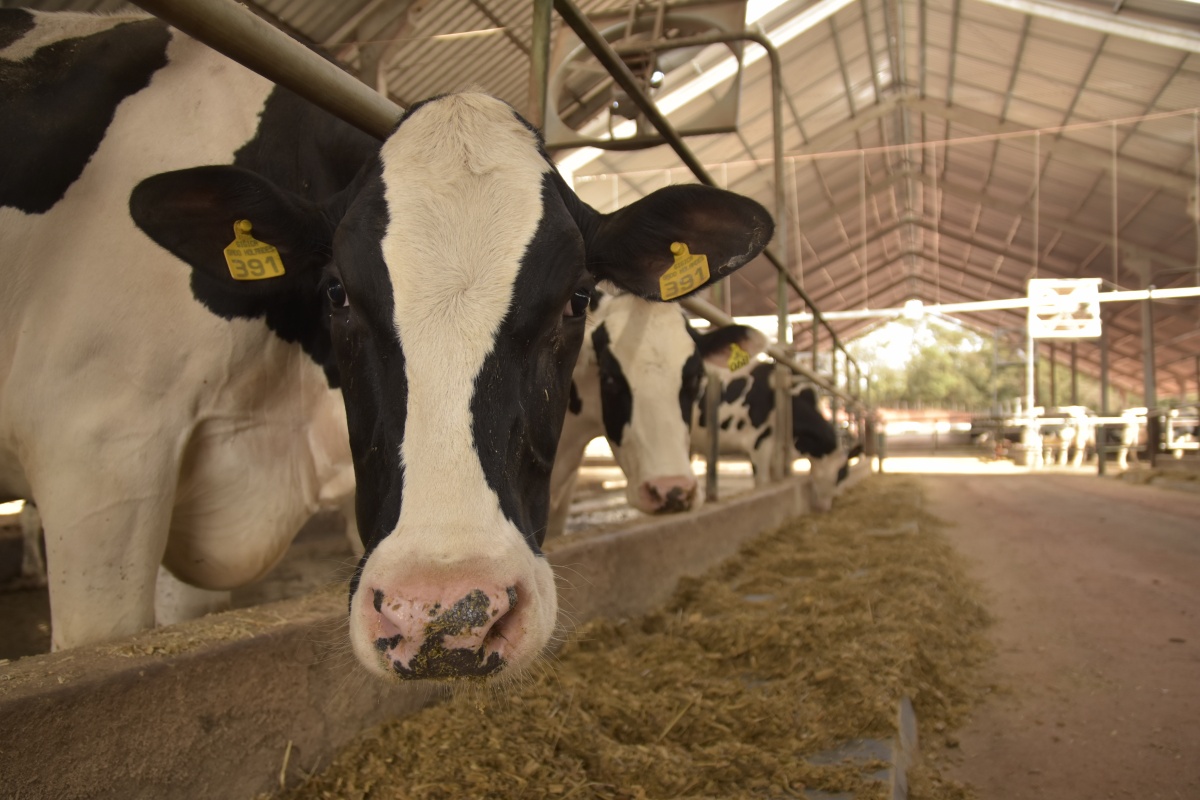 Agroceres Multimix marca presença na Expodireto Cotrijal com equipe ...